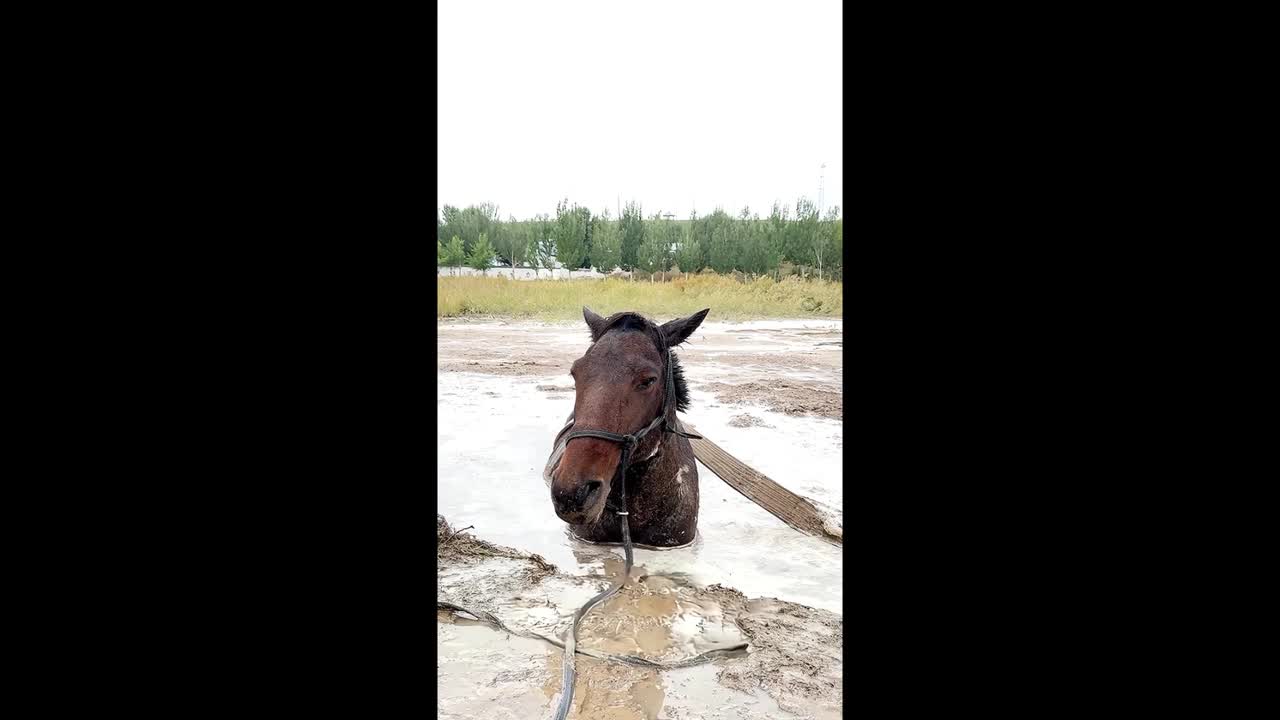 Firefighters' painstaking rescue of horse with hypothermia trapped in ...