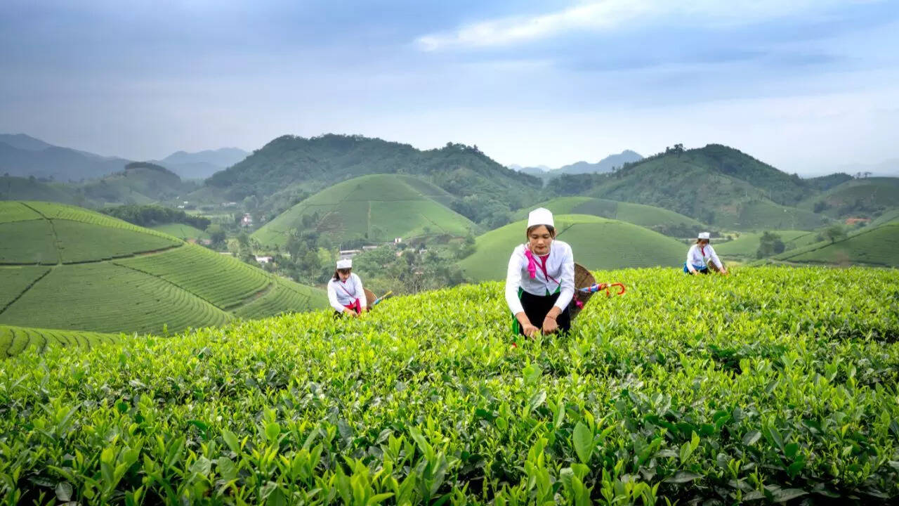 From soil to plate: How natural farming enhances nutrition