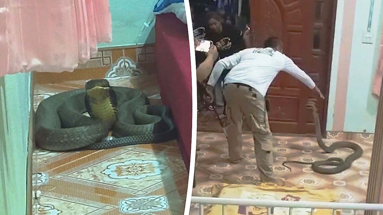Przerażająca chwila, gdy rodzina budzi się obok królewskiej kobry ...