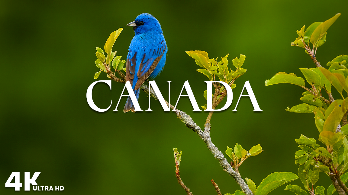 Canada van boven – Meren, bossen en kustlijnen in 4K