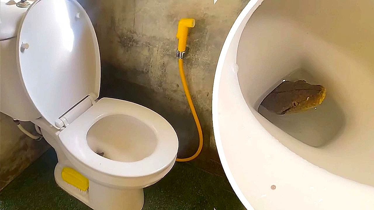 Python pops out of toilet in Thai home