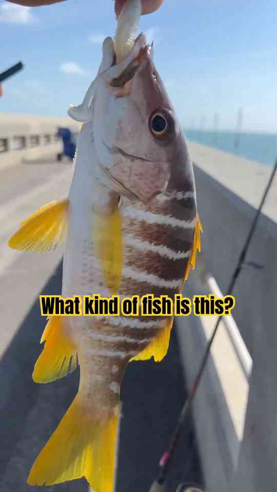 What Kind of Fish is This?