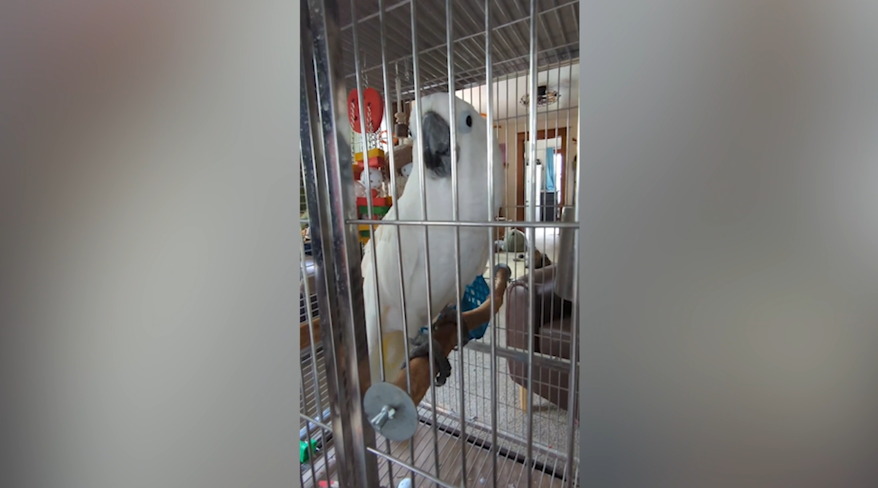 Cockatoo Bites Owner Then Asks For Forgiveness And Favorite Film