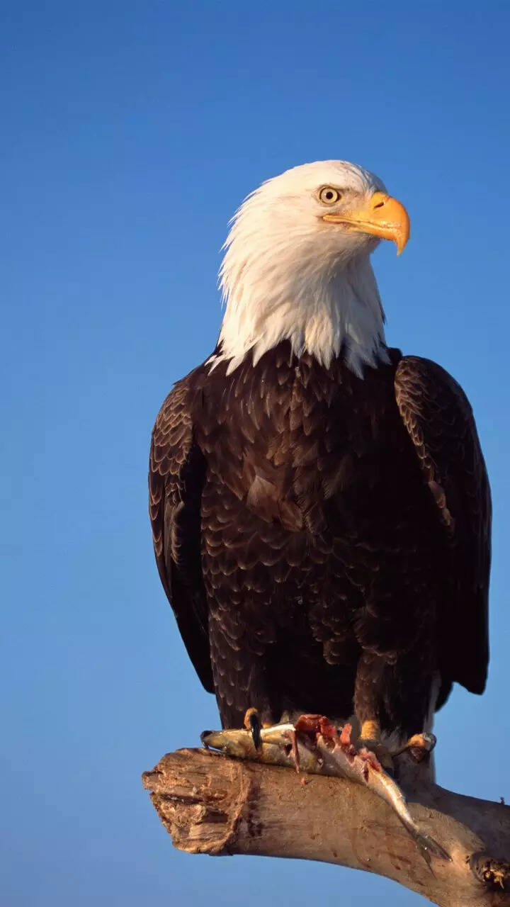 Hawk eyes: 10 animals with extraordinary vision!
