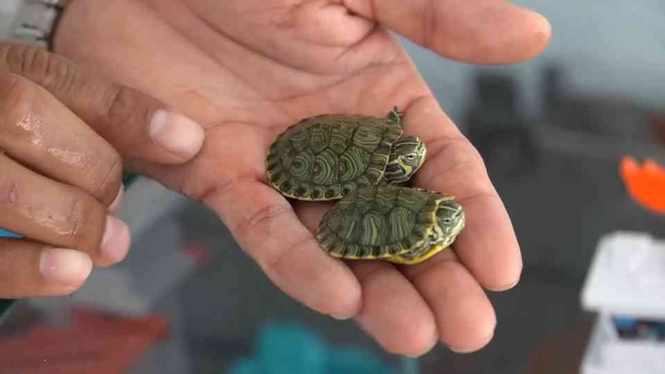 Turtle Roller Coaster Ride – 100% Safe For Turtles