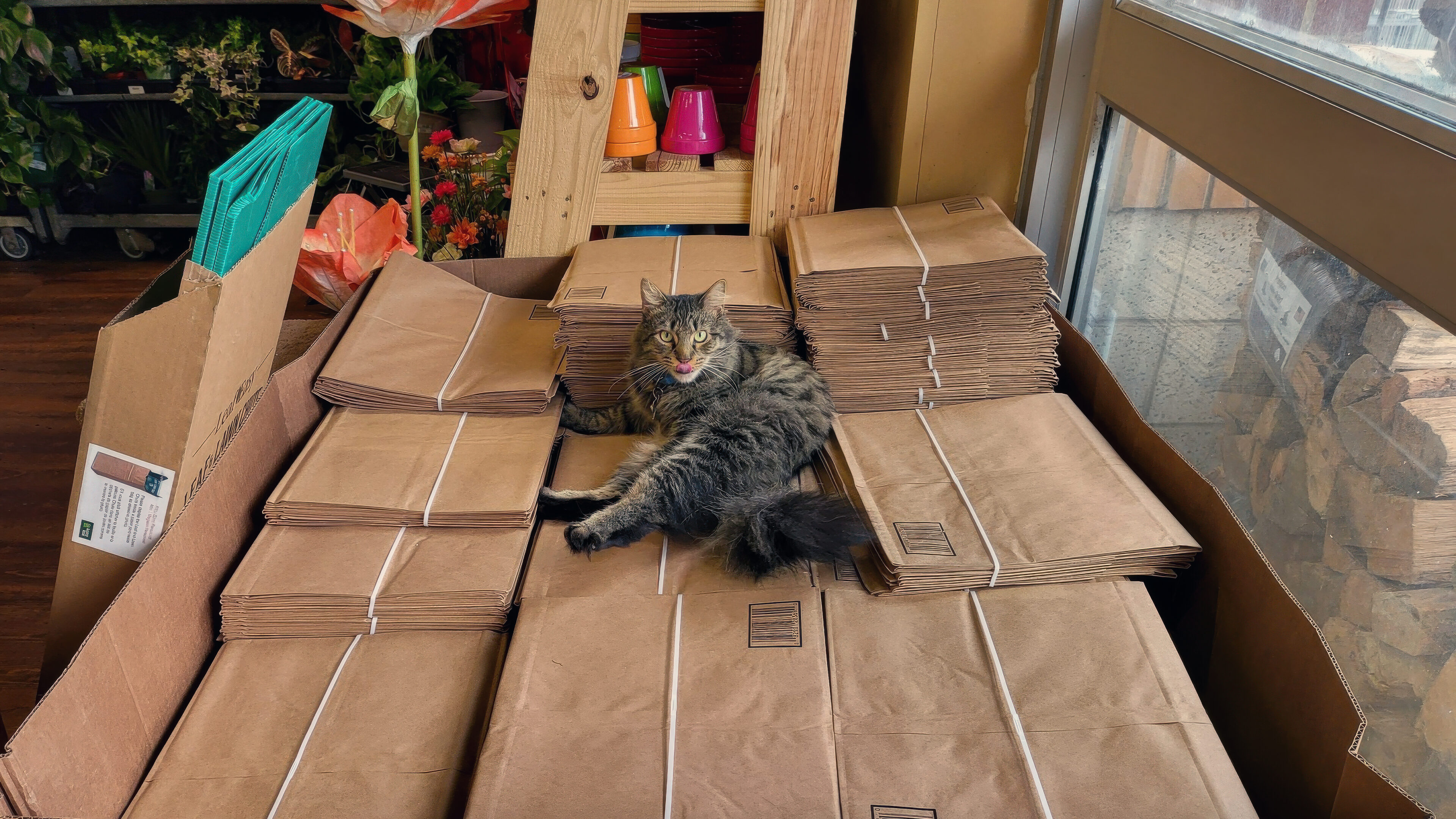 Missing: Victor the “Sheriff of Silver Spring” Disappears from Ace Hardware