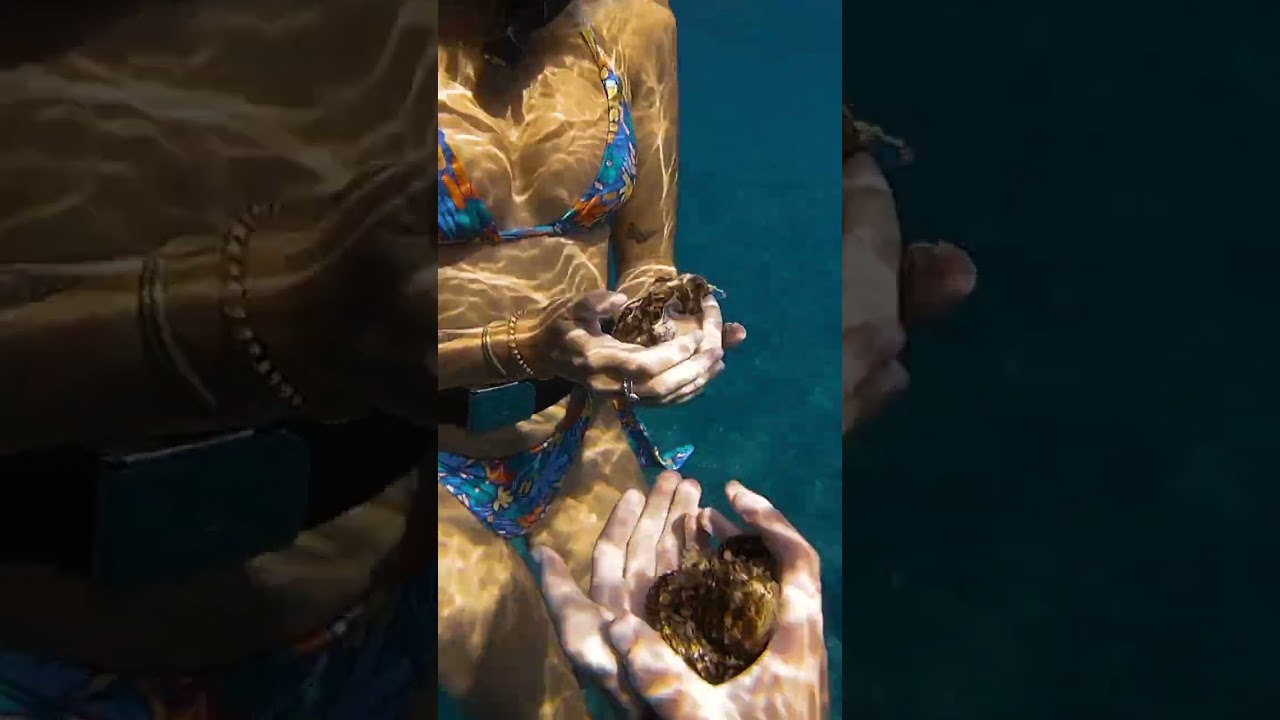 What happens when we let two octopuses meet?