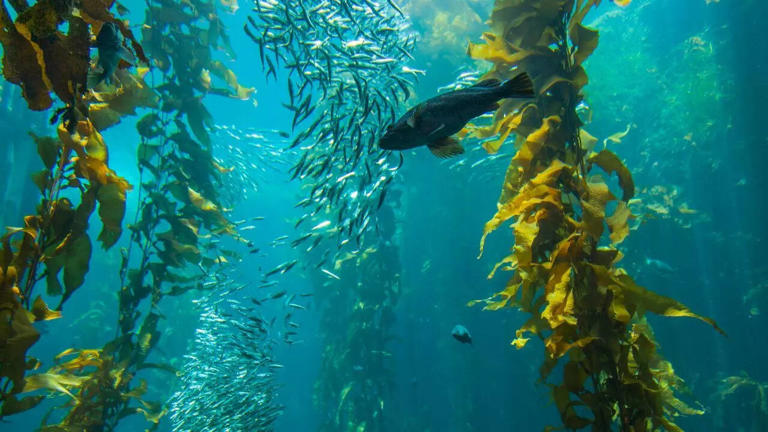 10 stunning sea plants of the ocean floor that sustain marine life