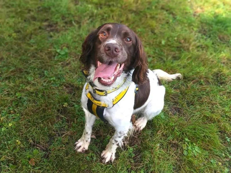 Meet these 14 adorable Dogs ready for their forever homes in Northern ...