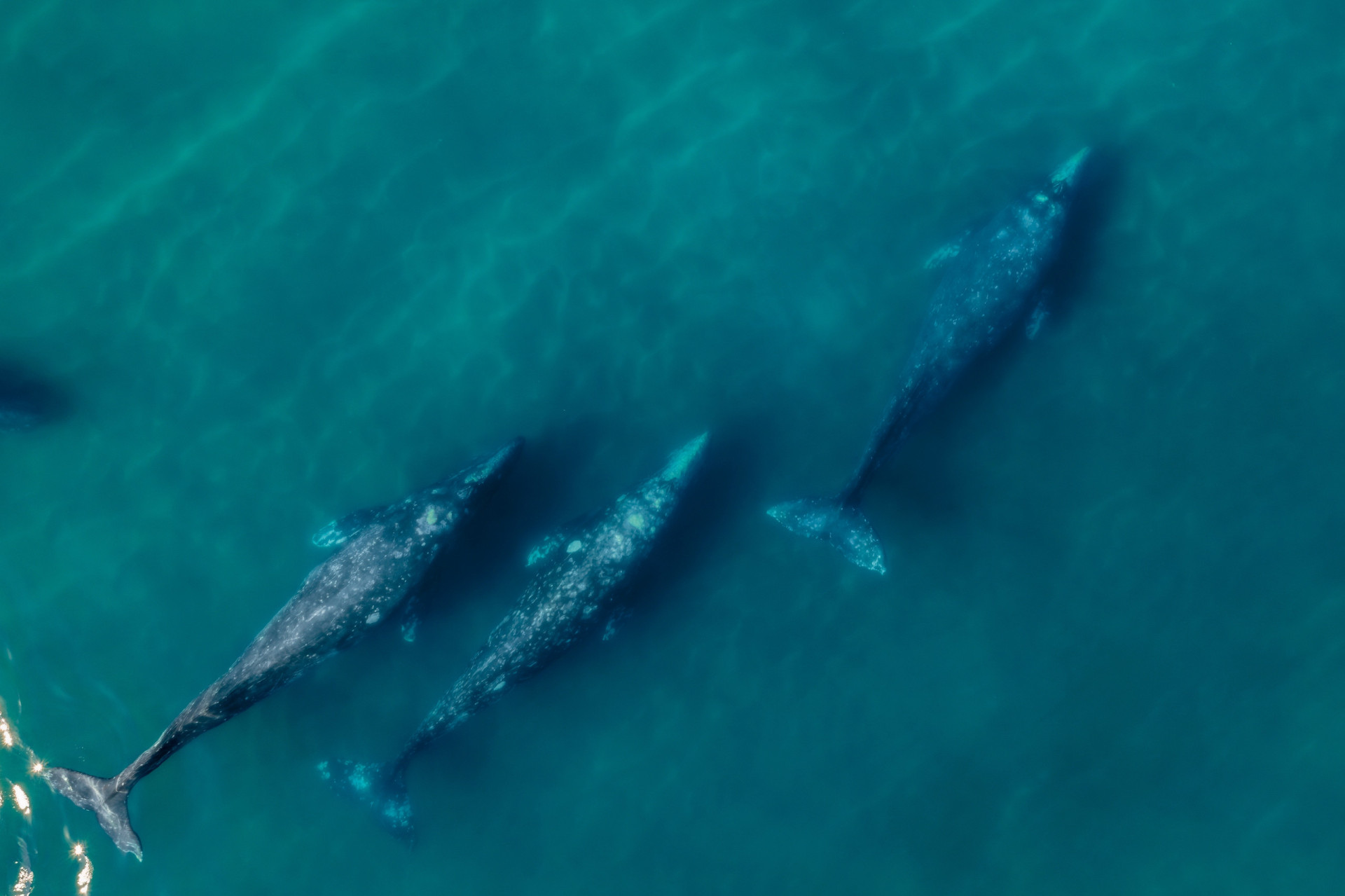 Whales could inspire breakthroughs in treating stroke and cancer