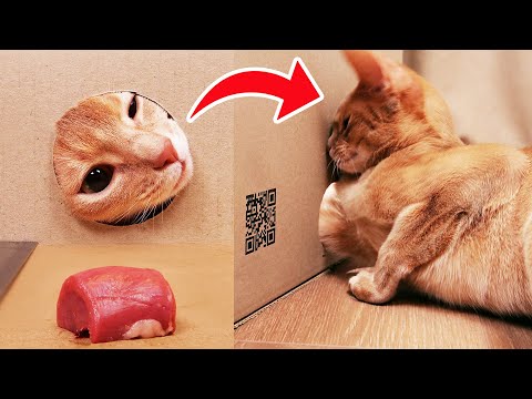 CAN MY CAT GRAB THIS