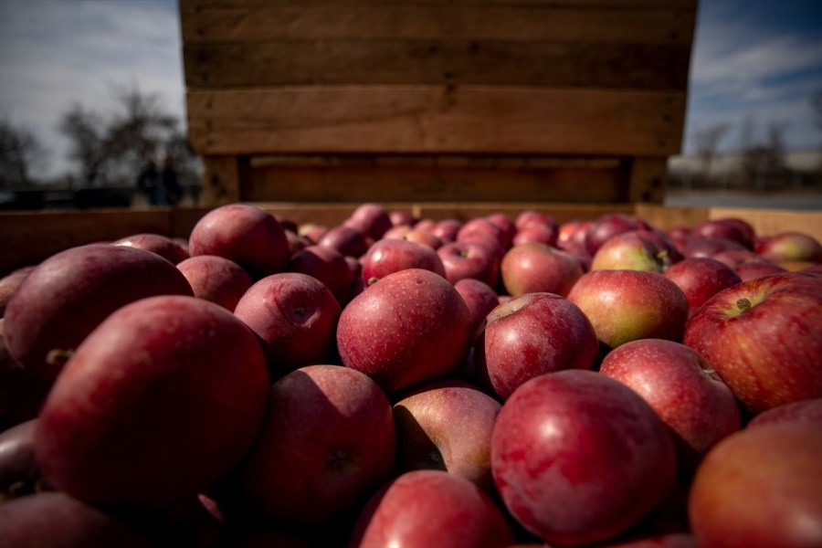 Central Pennsylvania apple orchard ranked among nation’s best, study says