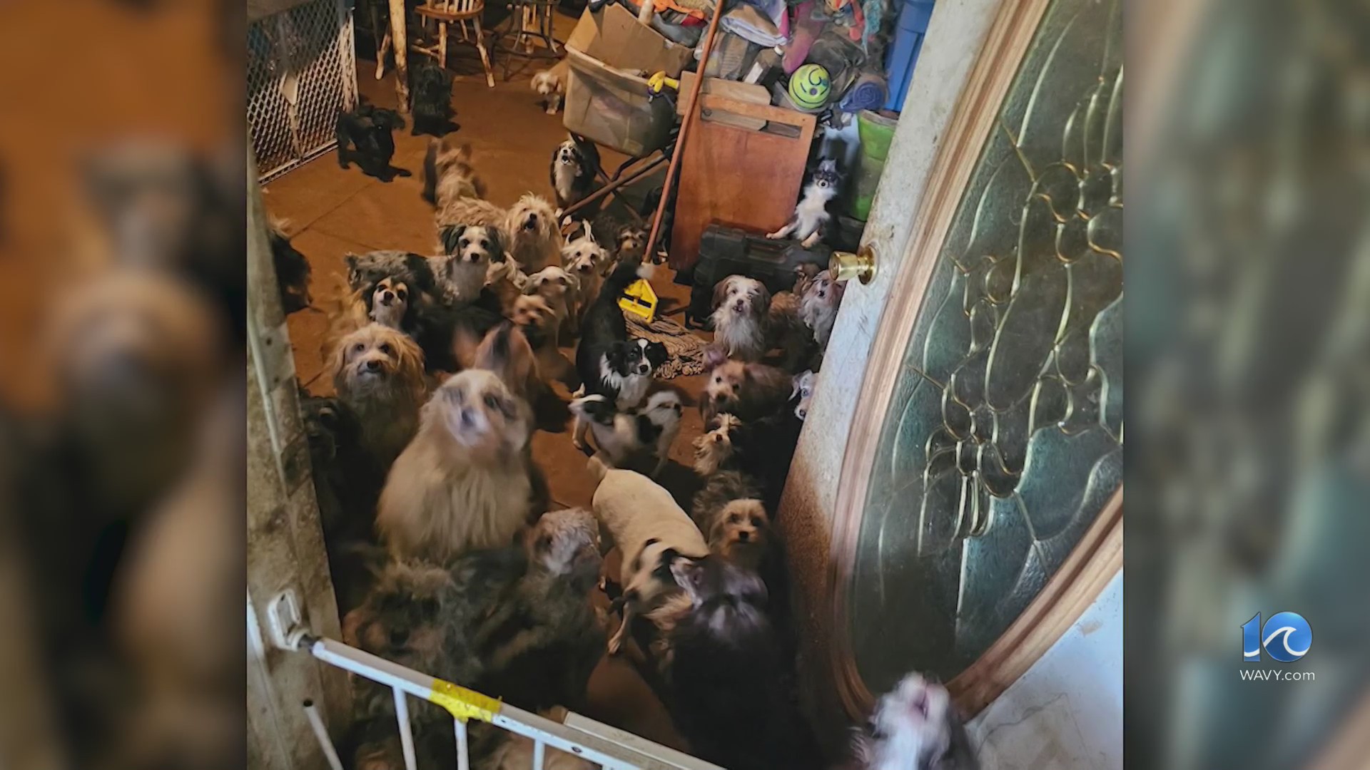 Norfolk SPCA seeking public's help after nearly 200 dogs rescued from Tenn.