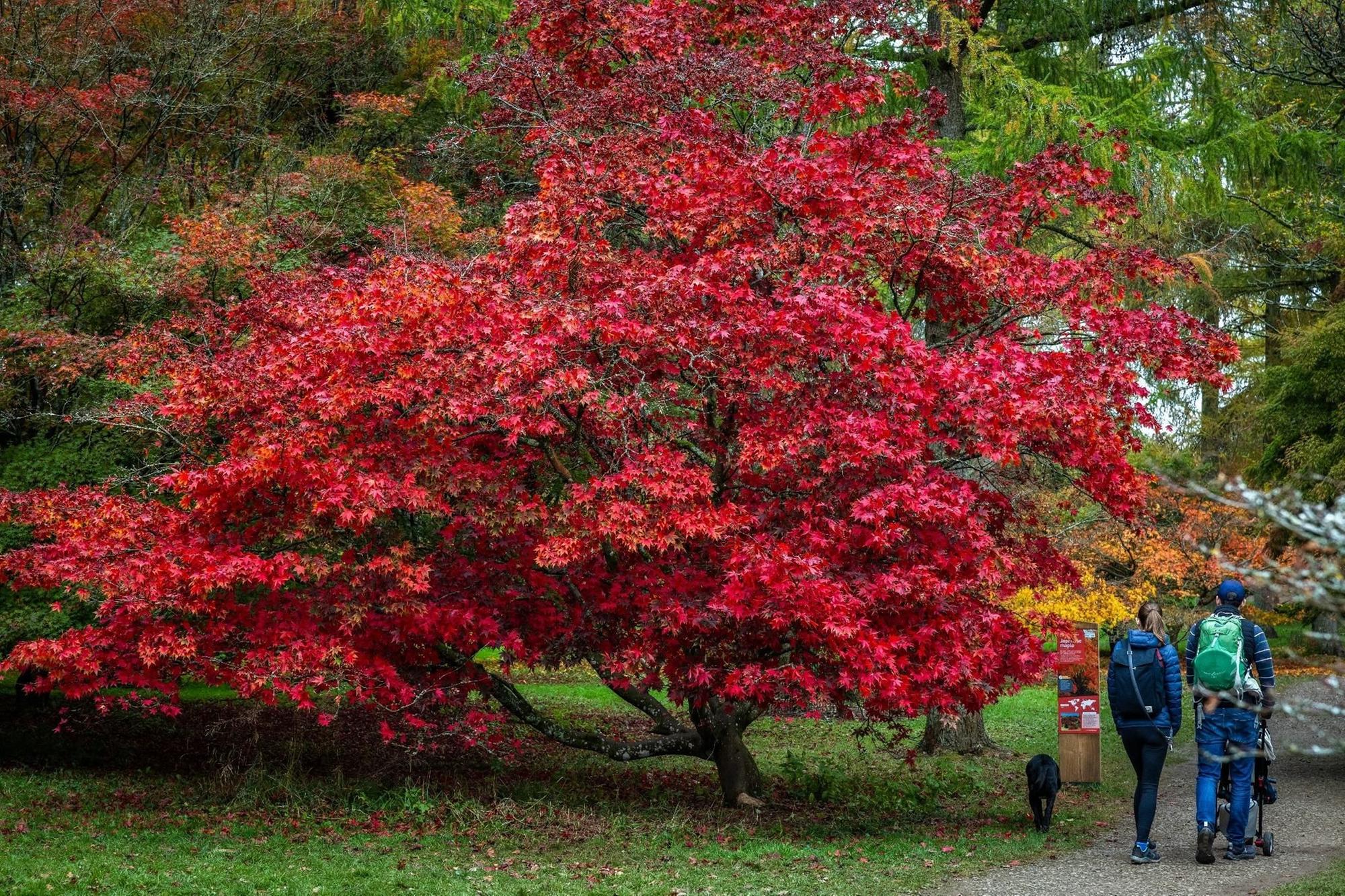 Friston Forest named top forest in Sussex for autumn colour