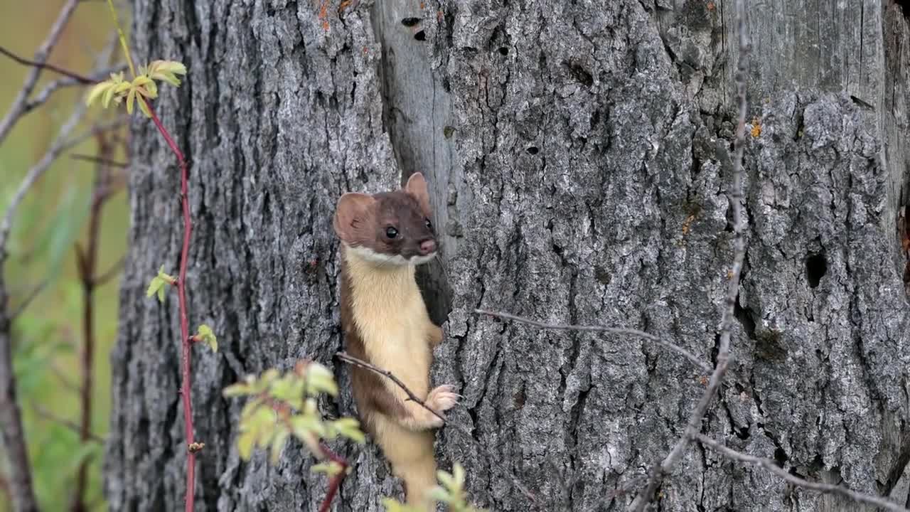 Weasels In The Wild: Close-Up Footage of a Predator's Life
