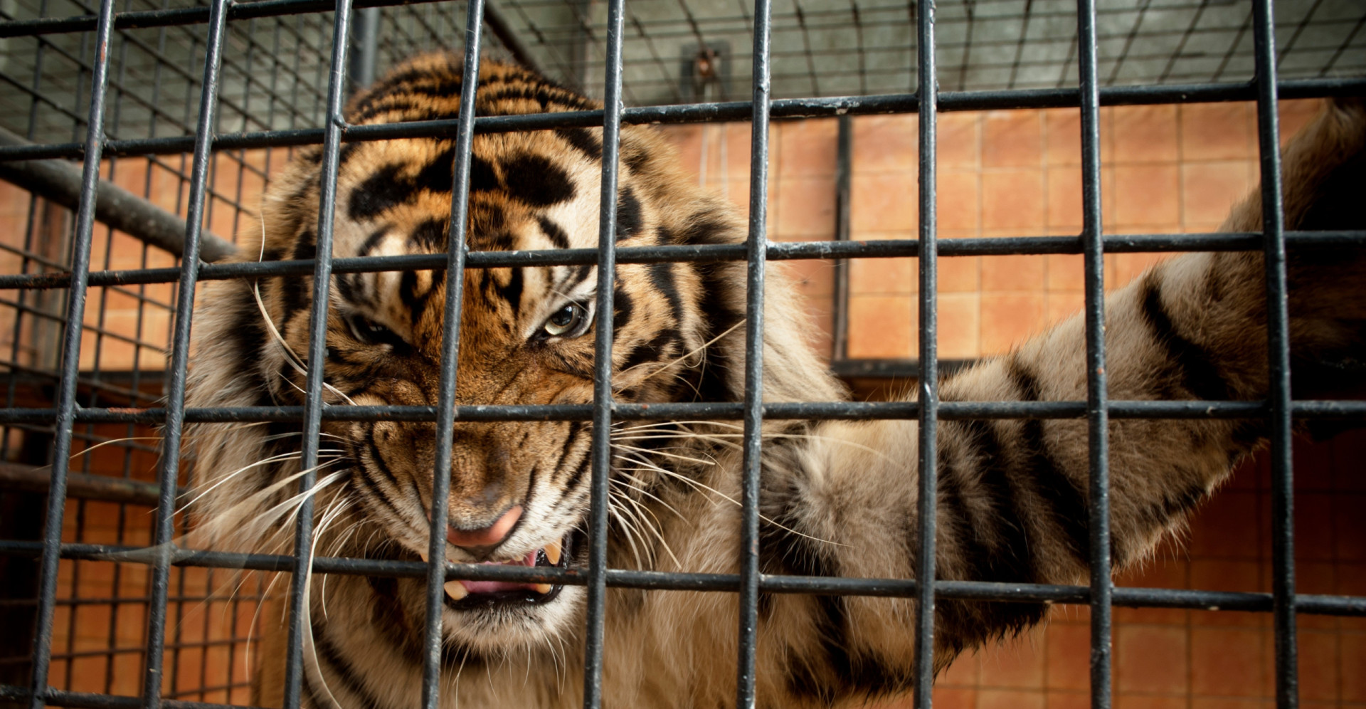 Why some animals can never be domesticated