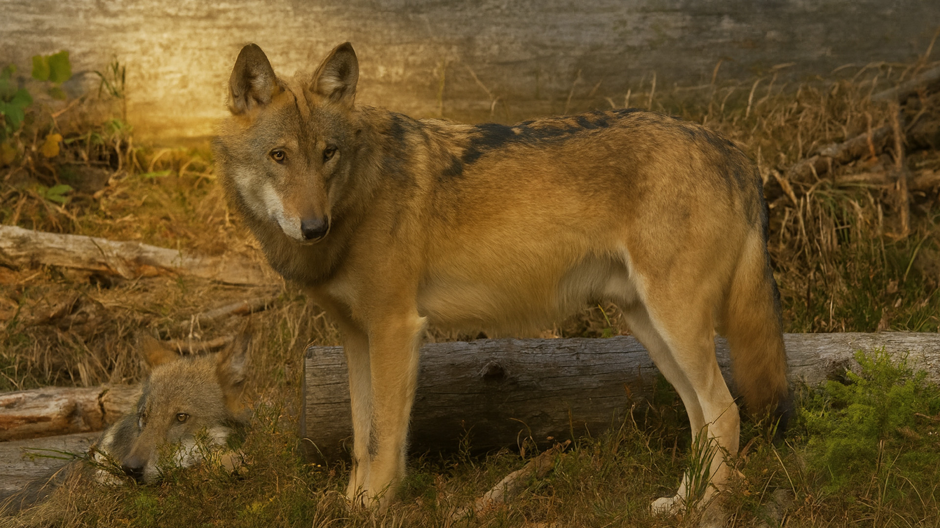 Unexpected Encounters with Wildlife in Nature