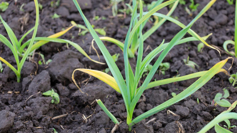 Why The Garlic From Your Garden Looks Yellow And How To Prevent It