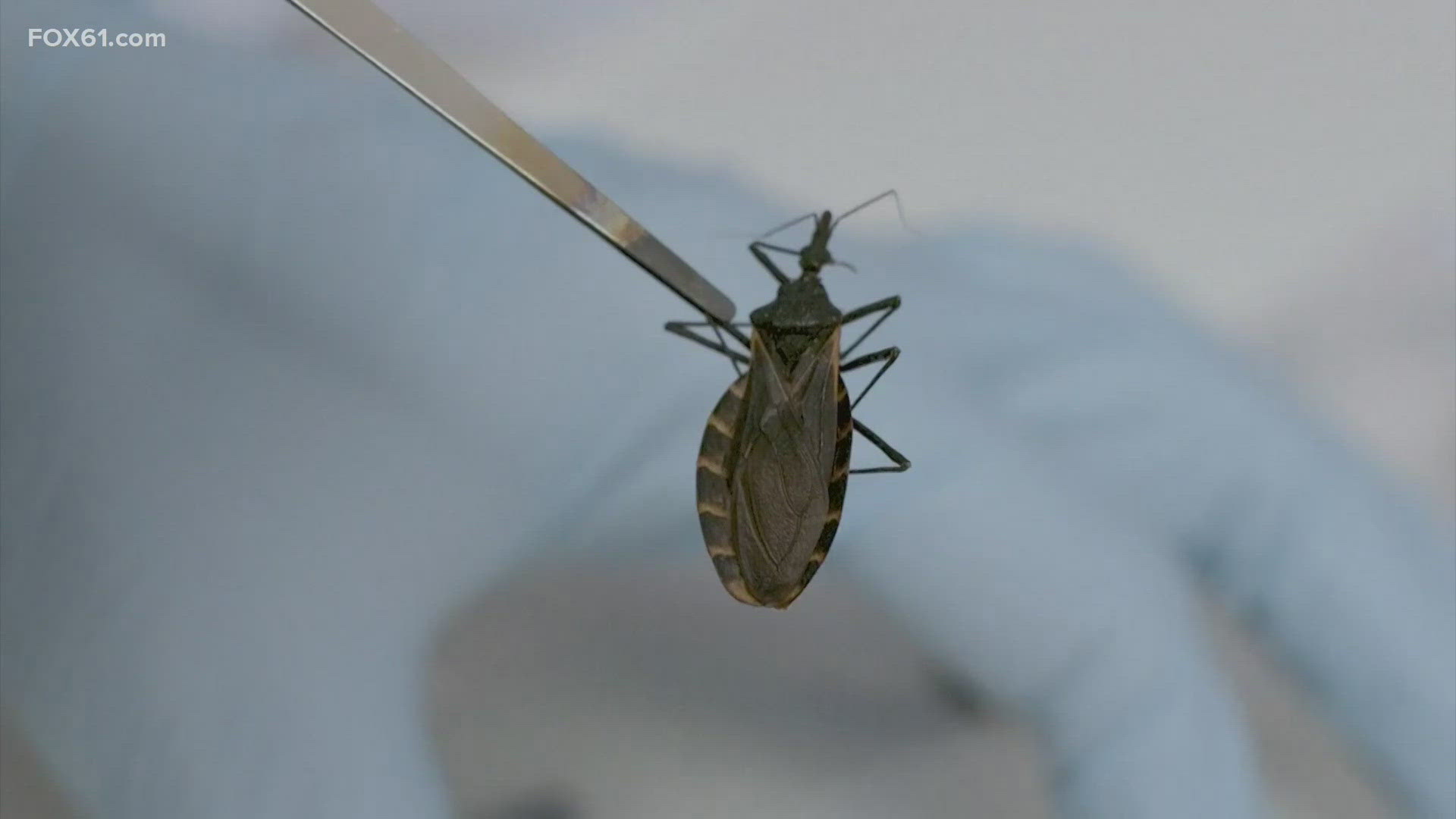 Health Watch | Seasonal depression, asthma, and 'kissing bug disease'