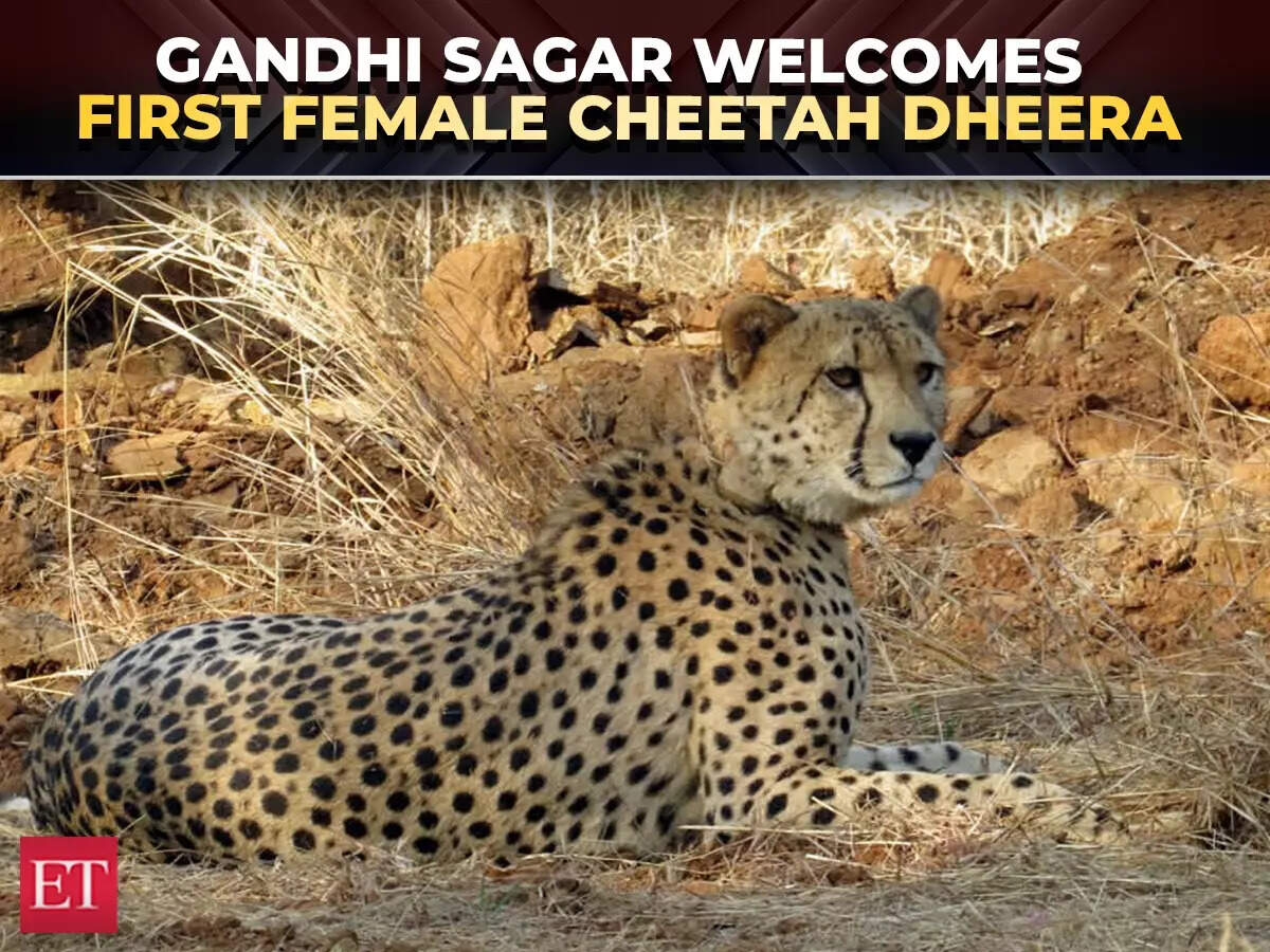Gandhi Sagar welcomes first female cheetah ‘Dheera’, relocated from ...