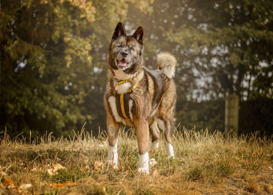 Kenilworth foster dog Lucy Lou now needs a forever home after having ...