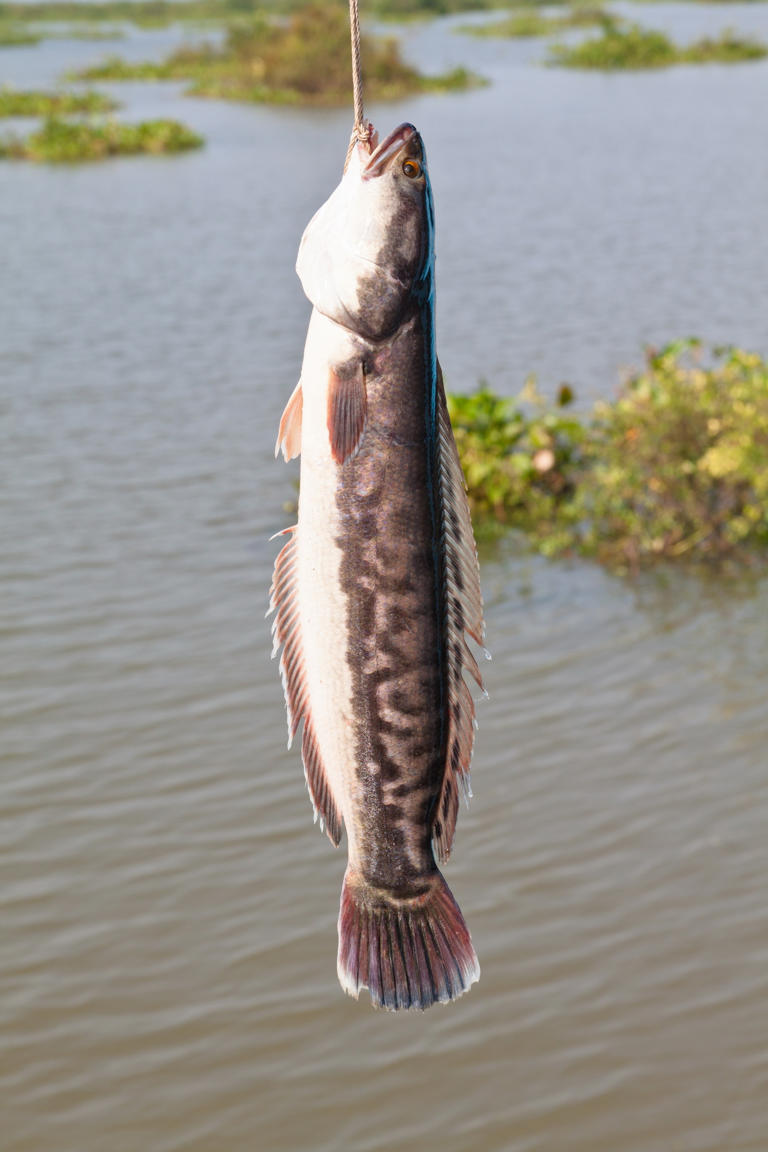 ‘Top predator’: As snakeheads invade area waters, scientists rush to ...