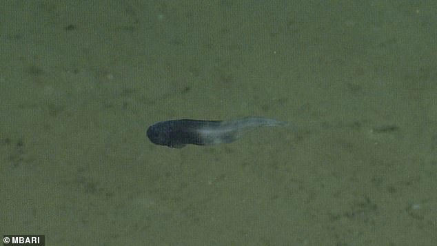 Meet the 'world's cutest sea monster': Scientists discover an adorable ...