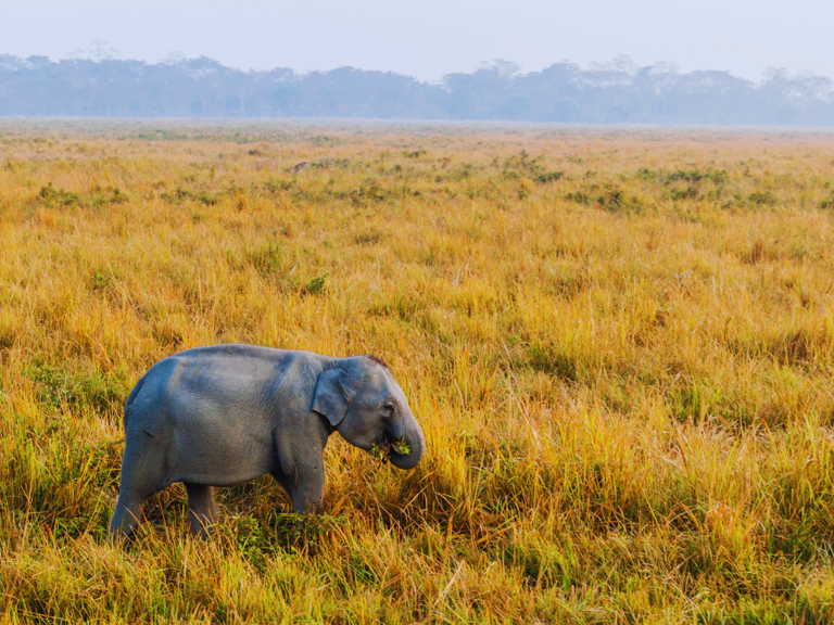 Exploring Kaziranga National Park: Assam’s wild heart and why it gives ...