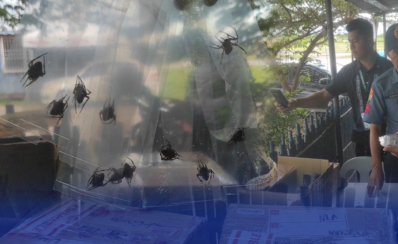 Over 200 wild spiders intercepted at GenSan Int'l Airport