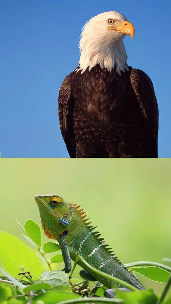 Hawk eyes: 10 animals with extraordinary vision!