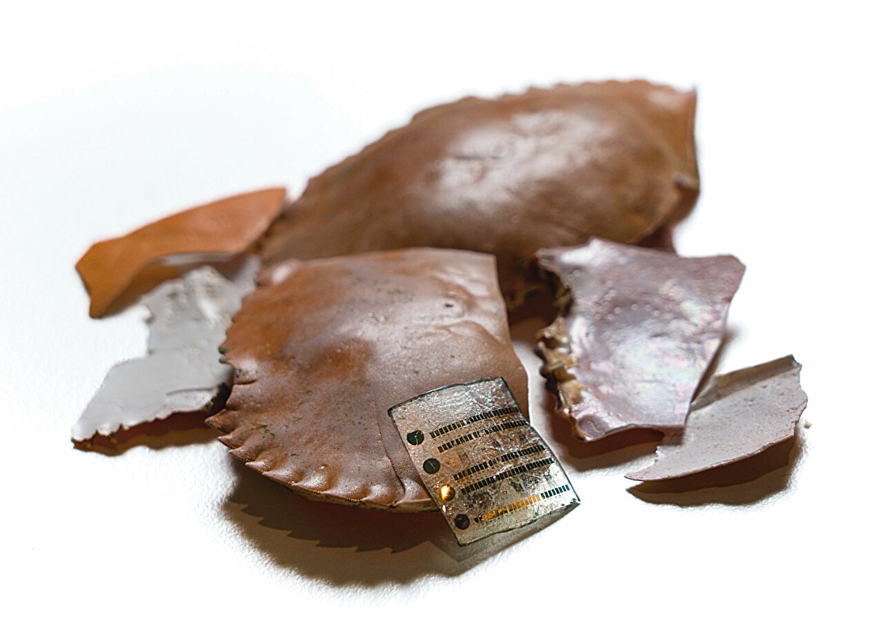 Turning seafood waste into sustainable wearable health sensors