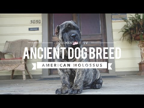 AMERICAN MOLOSSUS: A RECREATION OF AN ANCIENT DOG BREED