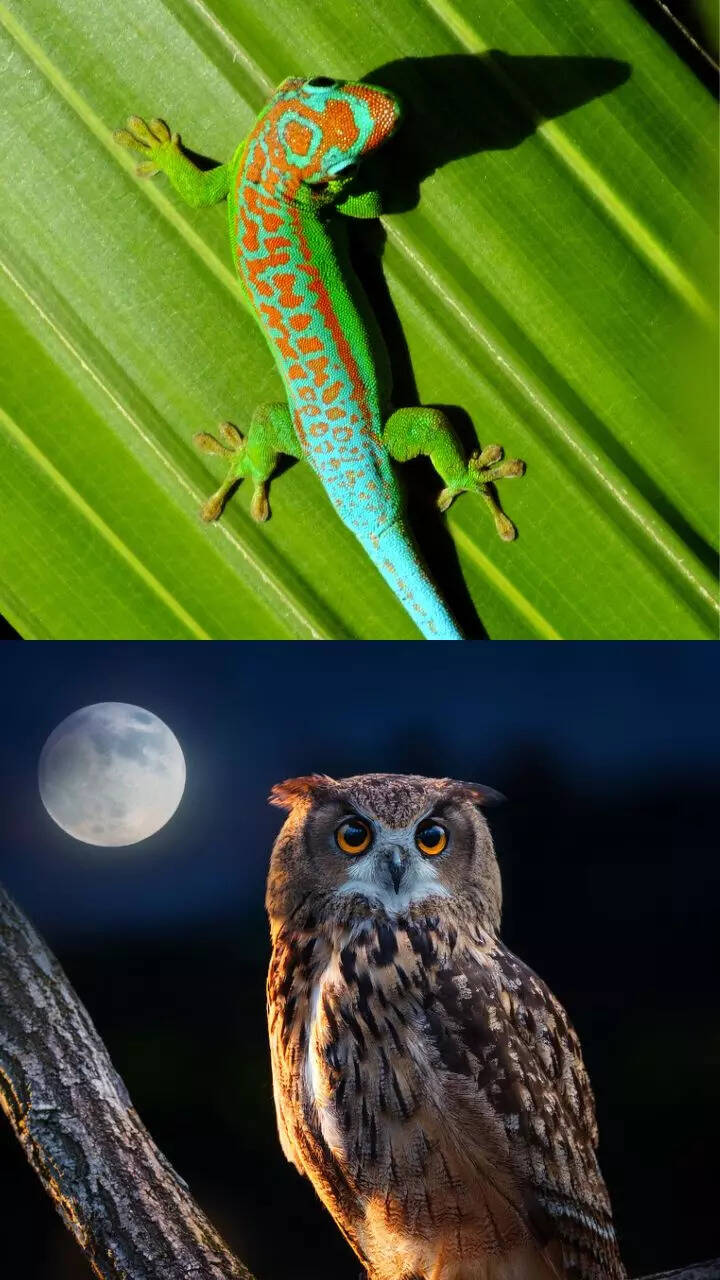 Hawk eyes: 10 animals with extraordinary vision!