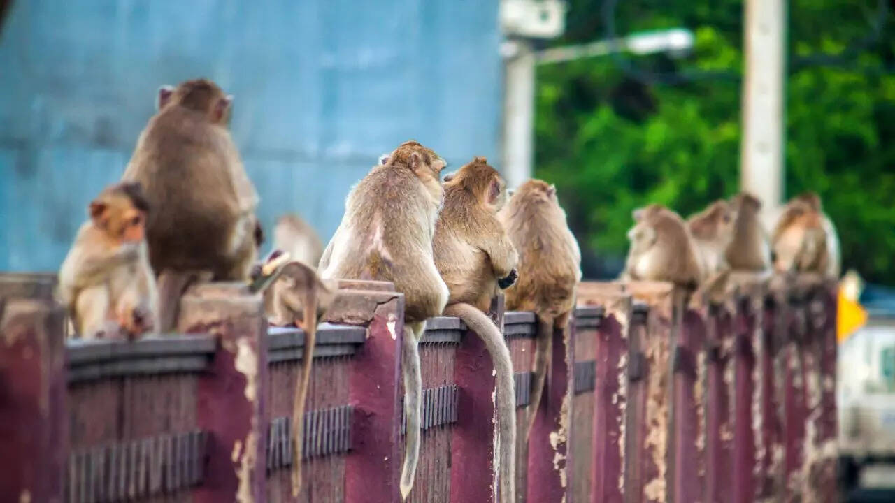 How to prevent monkeys from entering your home or garden: Tips and tricks
