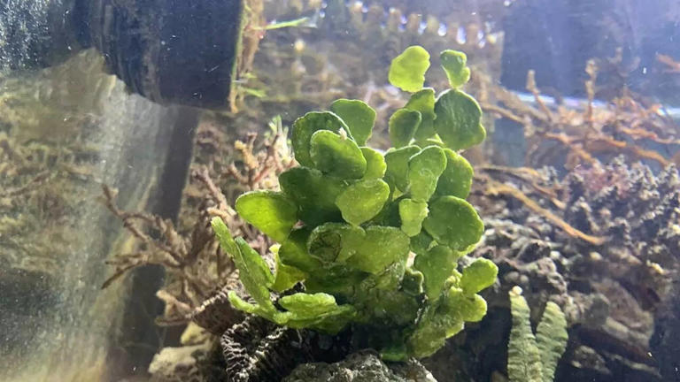 10 stunning sea plants of the ocean floor that sustain marine life
