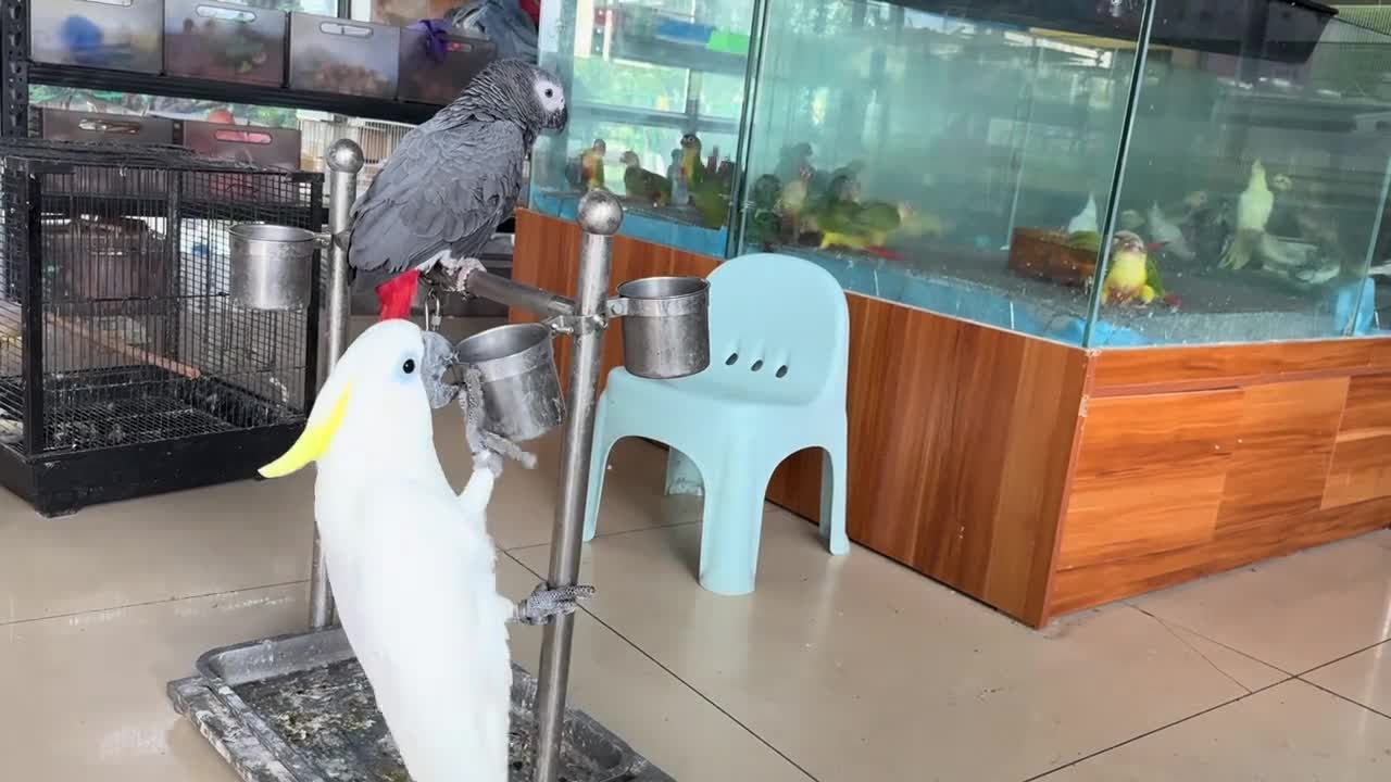 Playful parrots swing and chase on feeder in Jiangsu, China