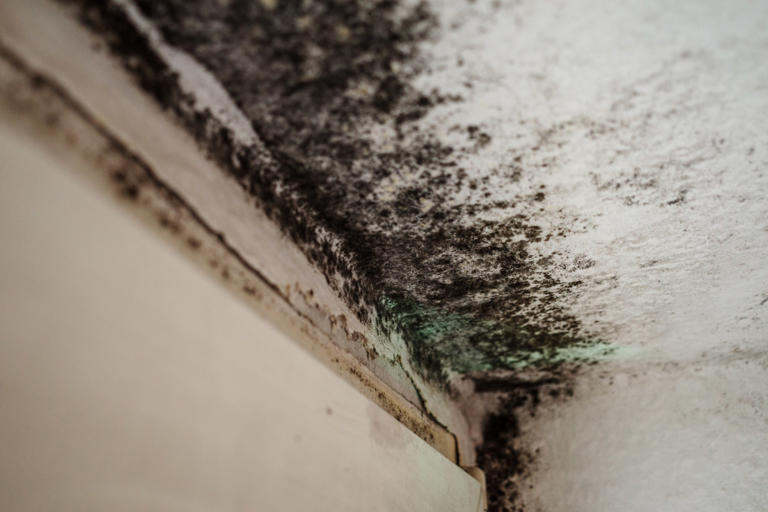 Phil Spencer shares 5 tips to stop mould