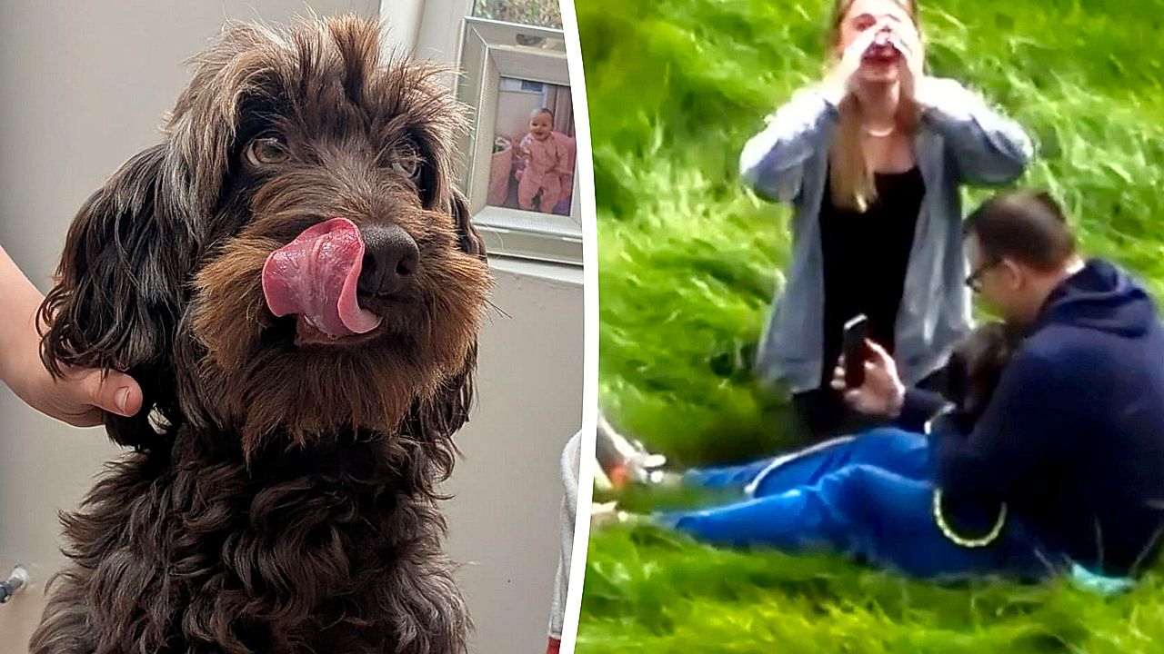 Dog missing for week lured back with bacon in emotional reunion