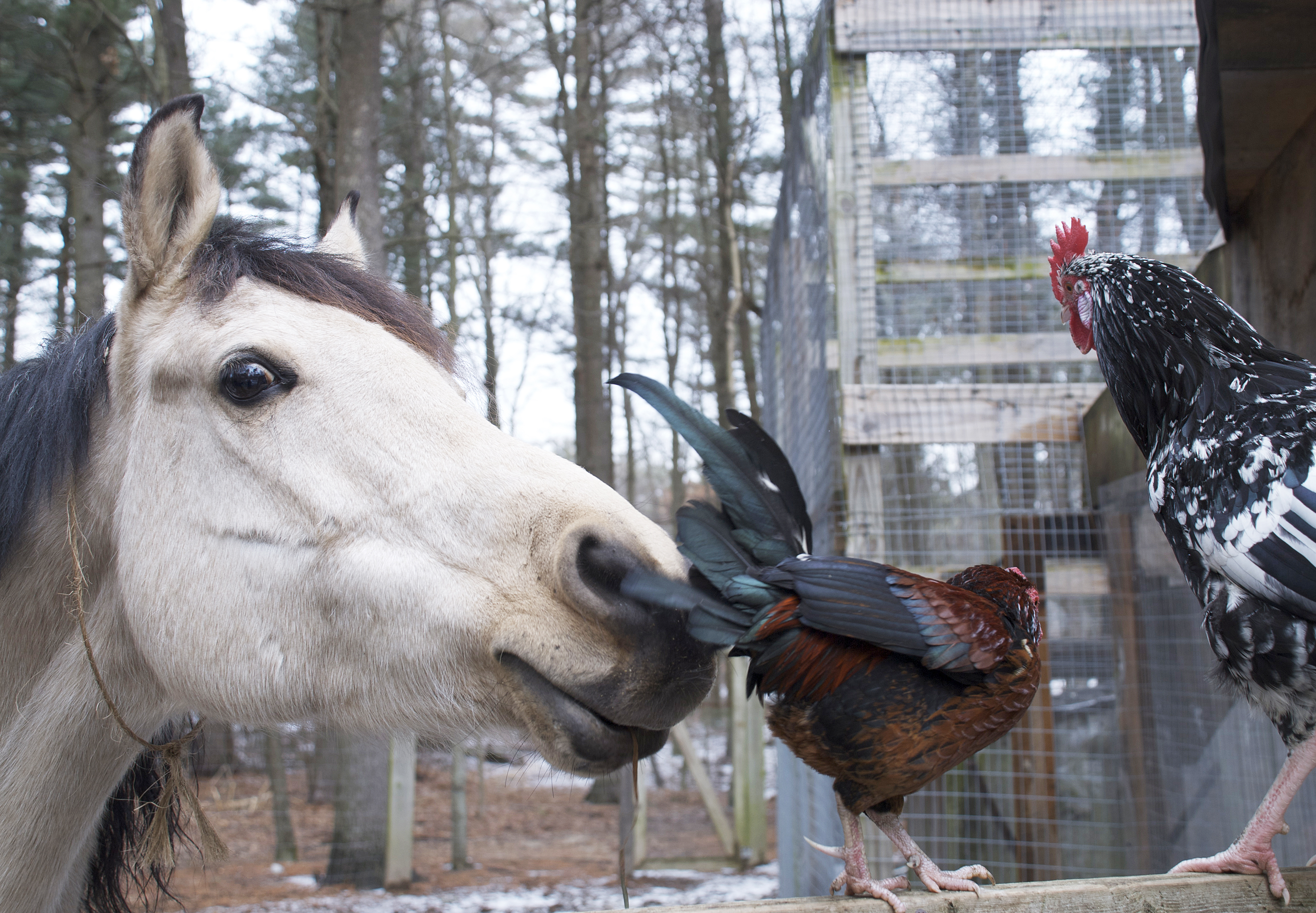 Chicken loses her family to coyotes—then she meets horse who helps grief