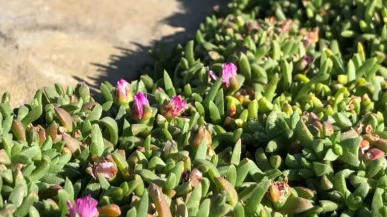 One Of The Best Options For Ground Cover That Can Actually Handle Foot ...