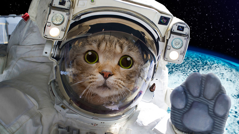 Cat Photos That Are Too Ridiculous For Planet Earth