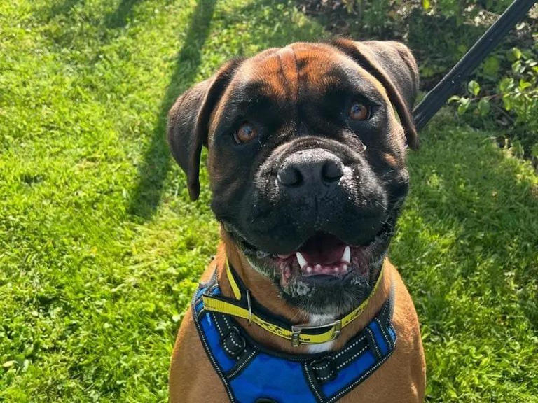 Meet these 14 adorable Dogs ready for their forever homes in Northern ...