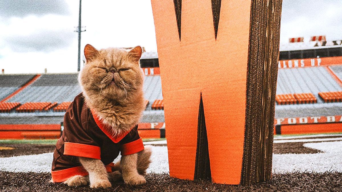Bowling Green's unofficial mascot: Pudge the cat