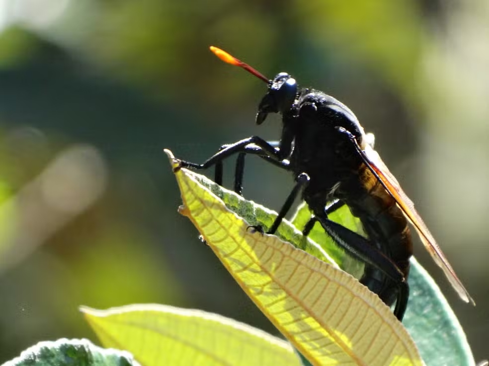 Maior mosca do mundo tem origem brasileira