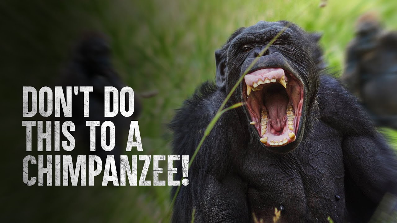 Surviving a chimpanzee attack