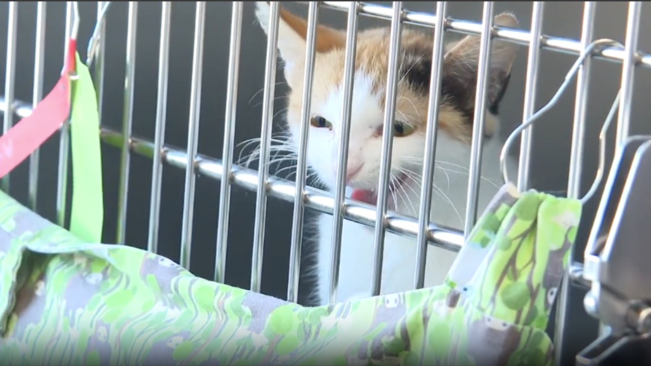 Milwaukee animal shelter overwhelmed by influx of cats and dogs