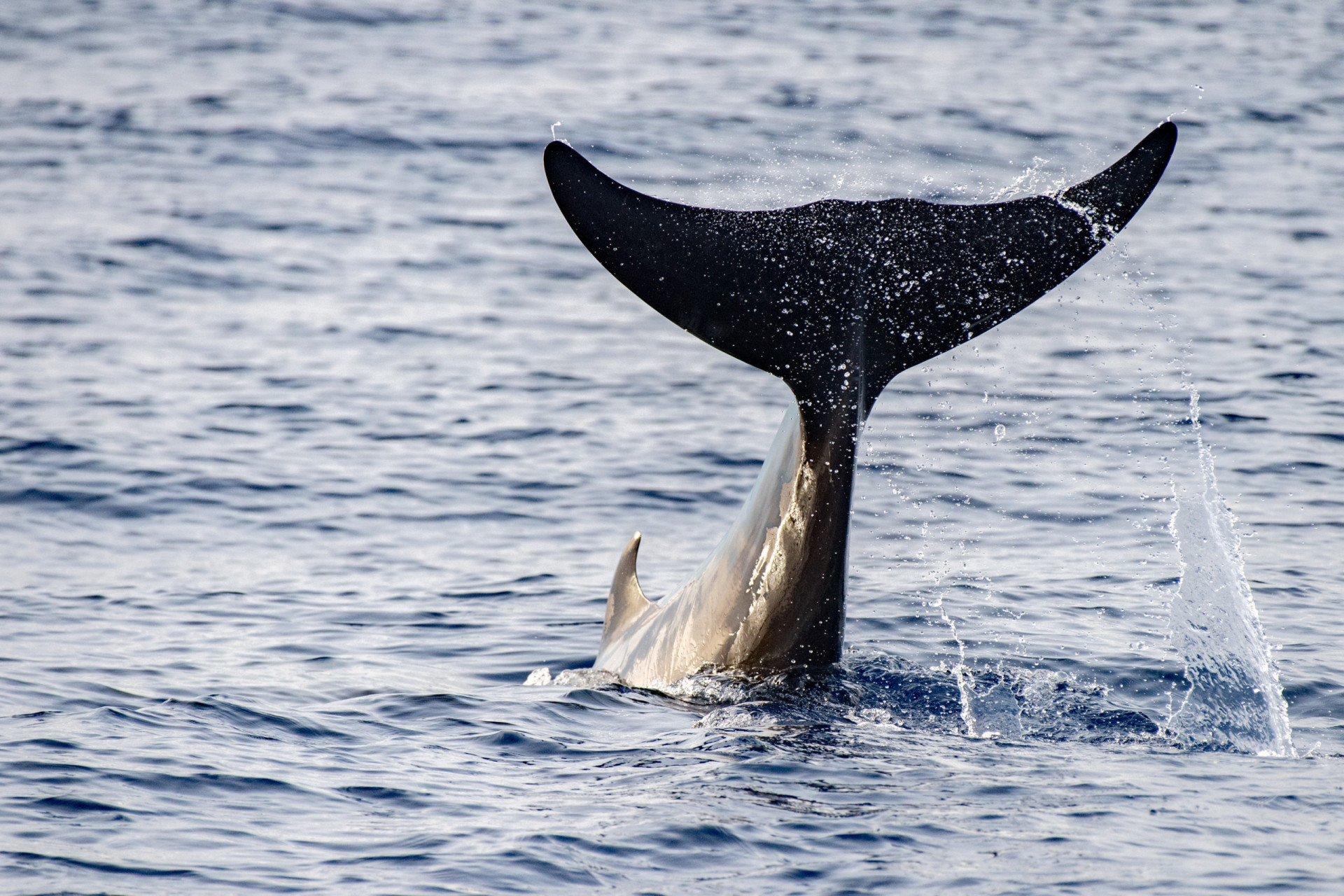 Whales could inspire breakthroughs in treating stroke and cancer