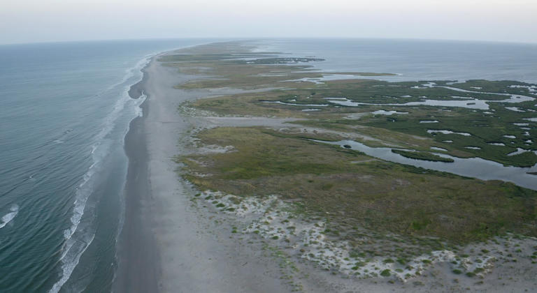 Baby boom could help save endangered turtles, Louisiana barrier island ...