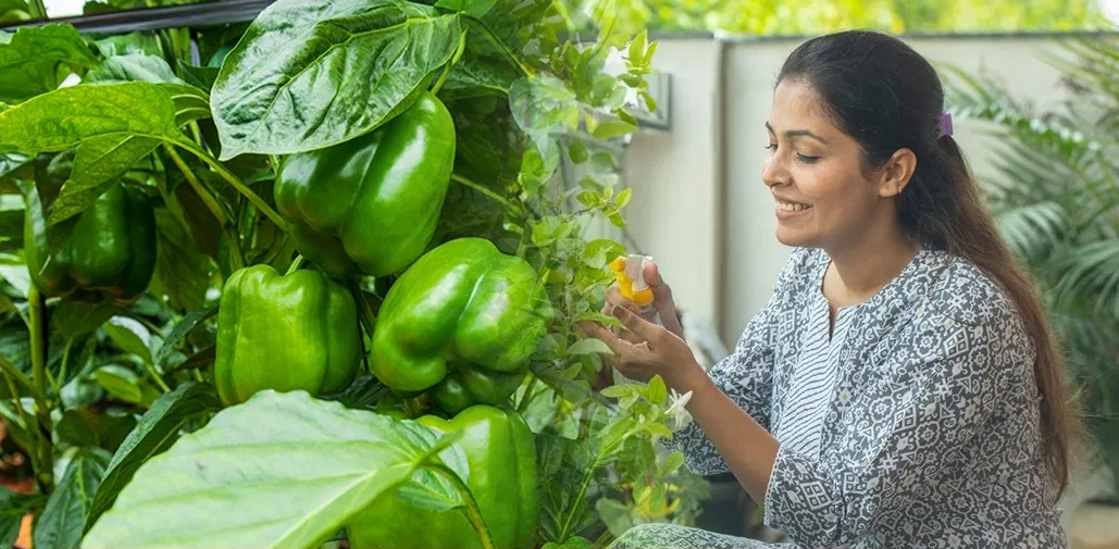 Gardening Tips: How to Grow Capsicum Easily in a Pot