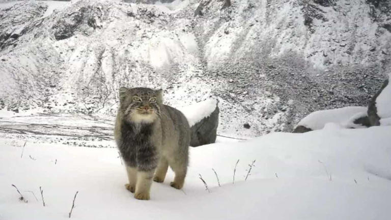 Denne nesten legendariske katten har nettopp blitt observert for første ...